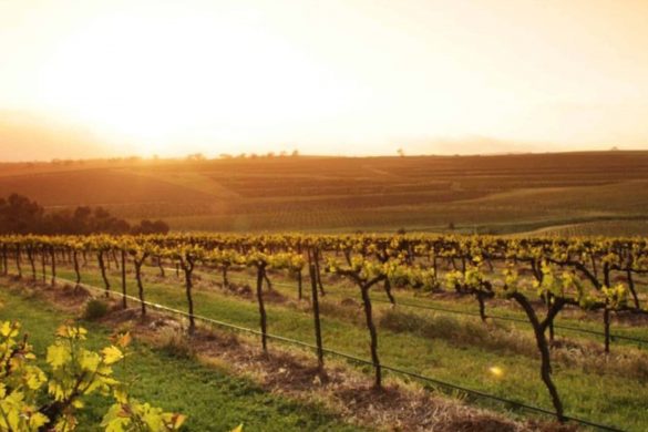 South Australian Wine Regions (Complete Guide)