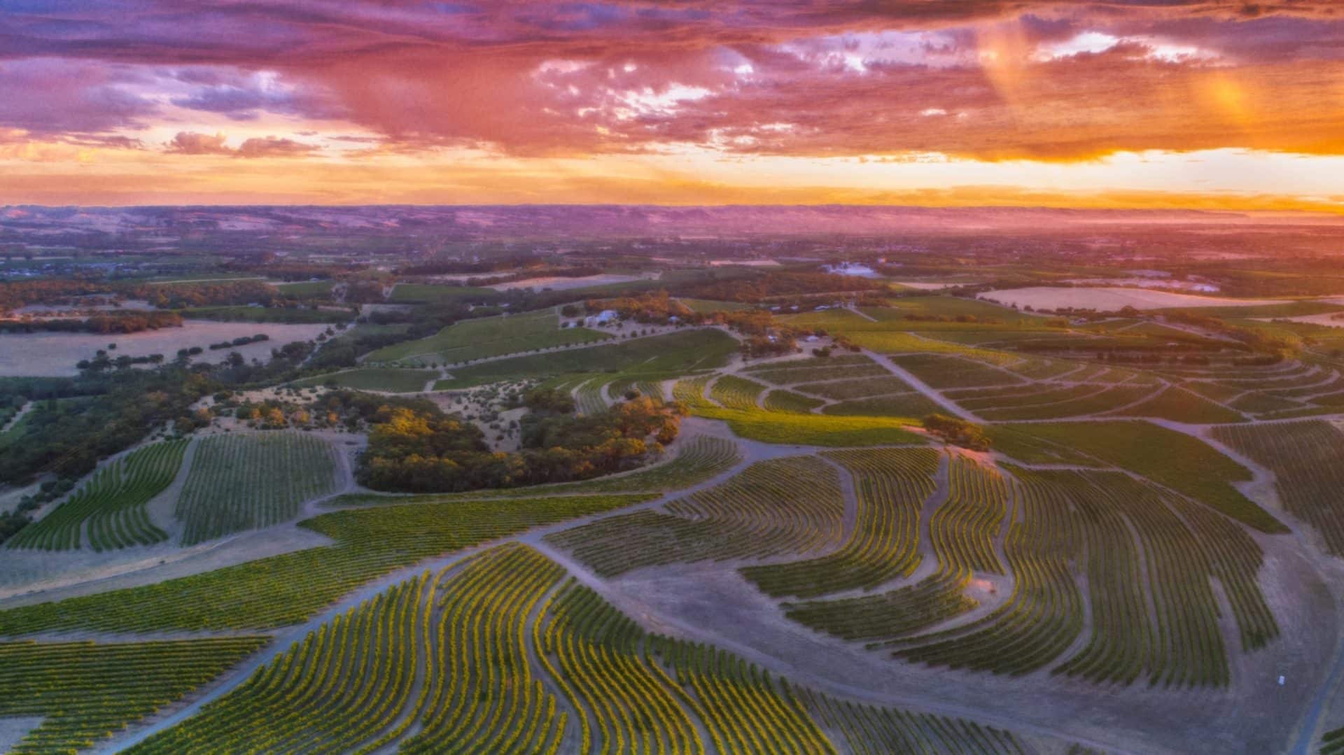 McLaren Vale Wineries: 6 Highly Rated Vineyards