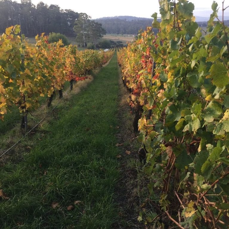 The Best Tamar Valley Wineries To Visit In 2021 | Wine Regions Australia