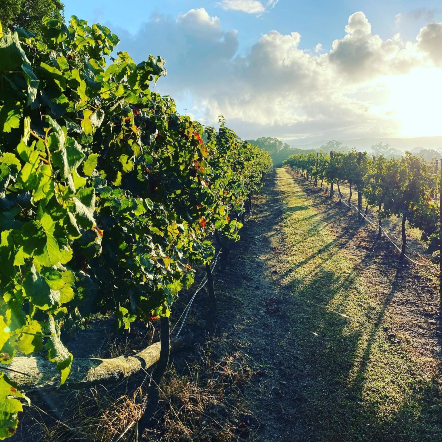 Wineries In Queensland: The Ultimate Guide | Wine Regions Australia