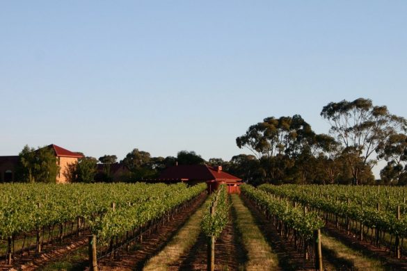Mornington Peninsula Wineries: 8 Top Vineyards To Visit | Wine Regions ...