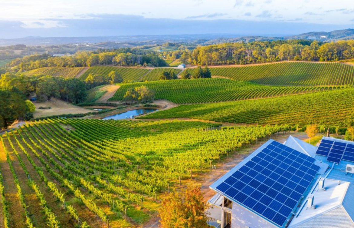 South Australian Wine Regions (Complete Guide)