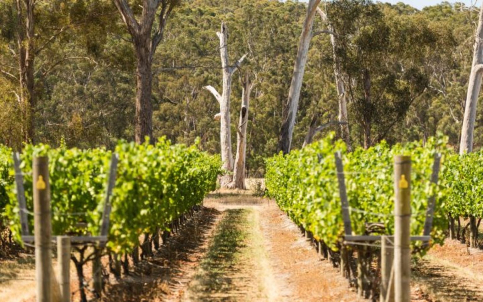 Wine Regions in Victoria: The Ultimate Wine Guide