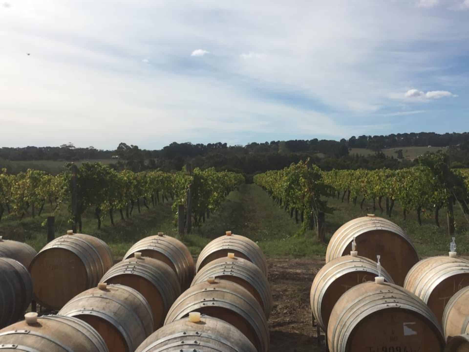 Wine Regions in Victoria: The Ultimate Wine Guide