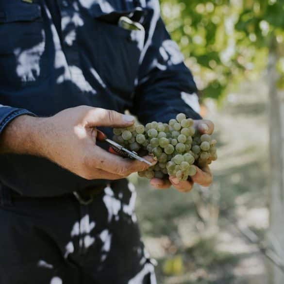 Hands Down The Finest Orange Wineries & Cellar Doors