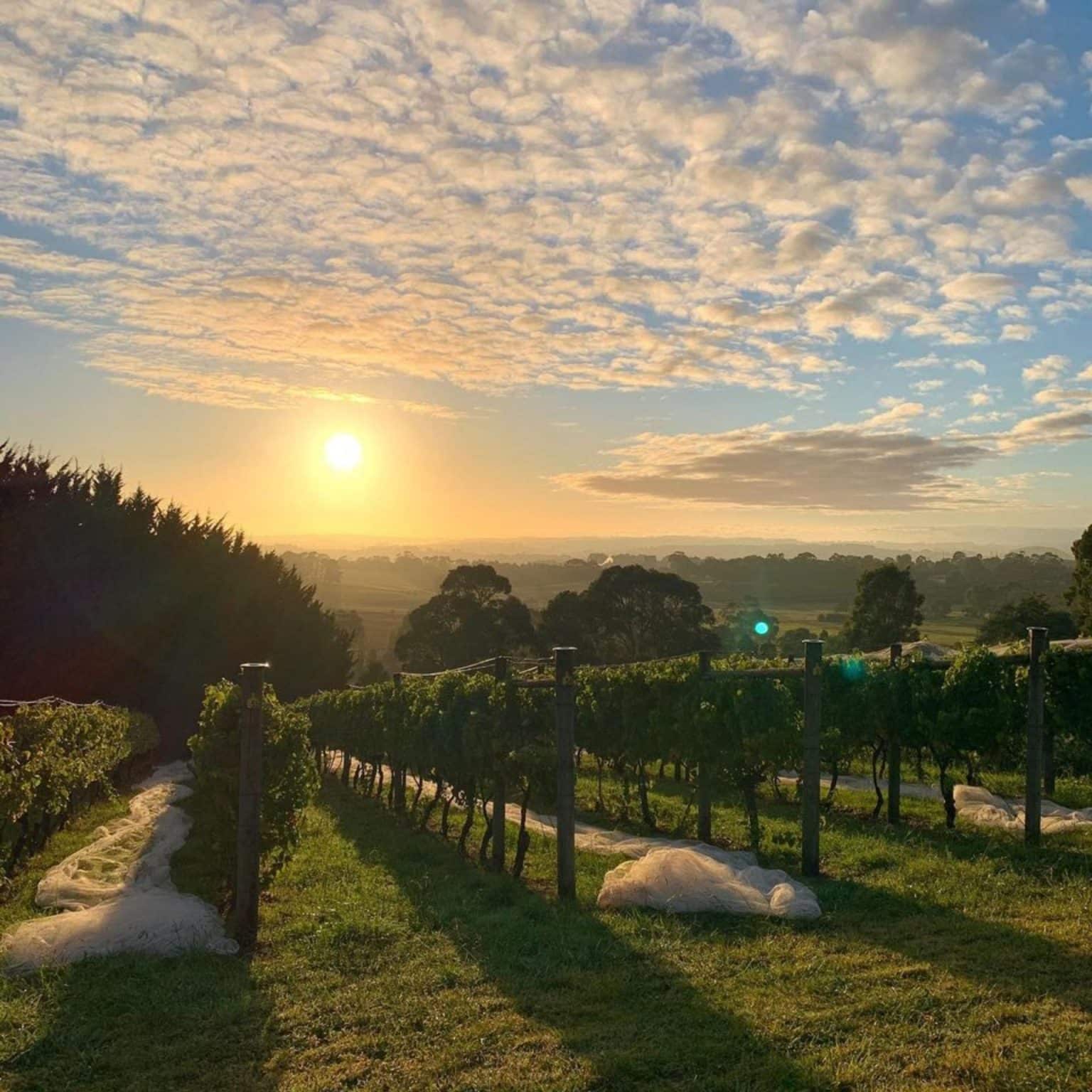 Wine Regions in Victoria: The Ultimate Wine Guide