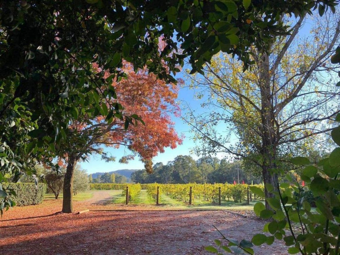 Wine Regions In Victoria: The Ultimate Wine Guide | Wine Regions Australia