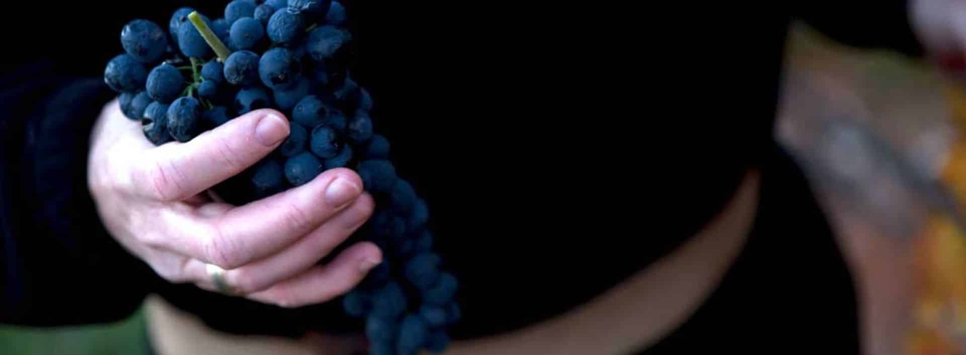 Wine Regions In Victoria: The Ultimate Wine Guide | Wine Regions Australia