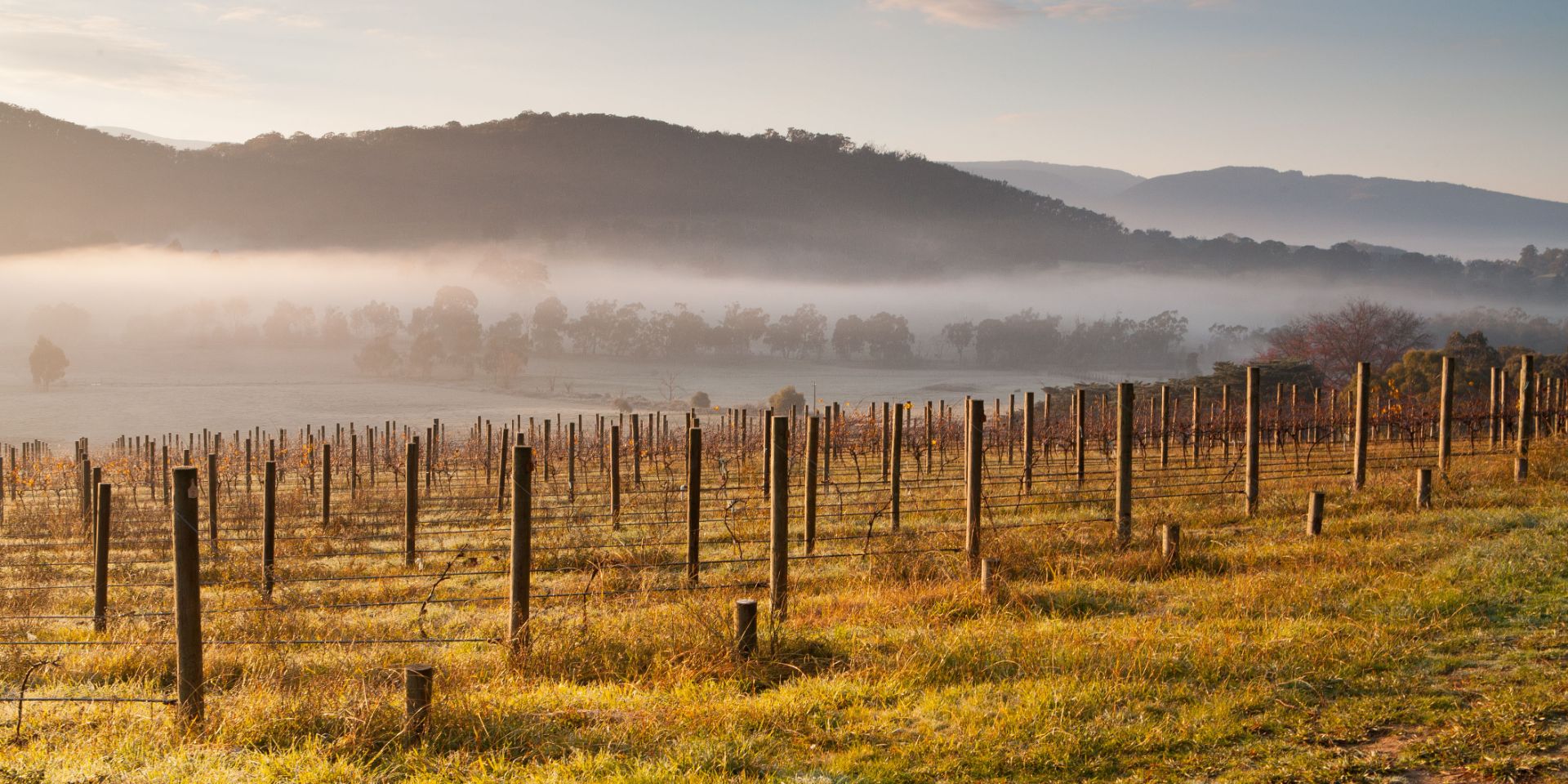Wine Regions In Victoria: The Ultimate Wine Guide | Wine Regions Australia