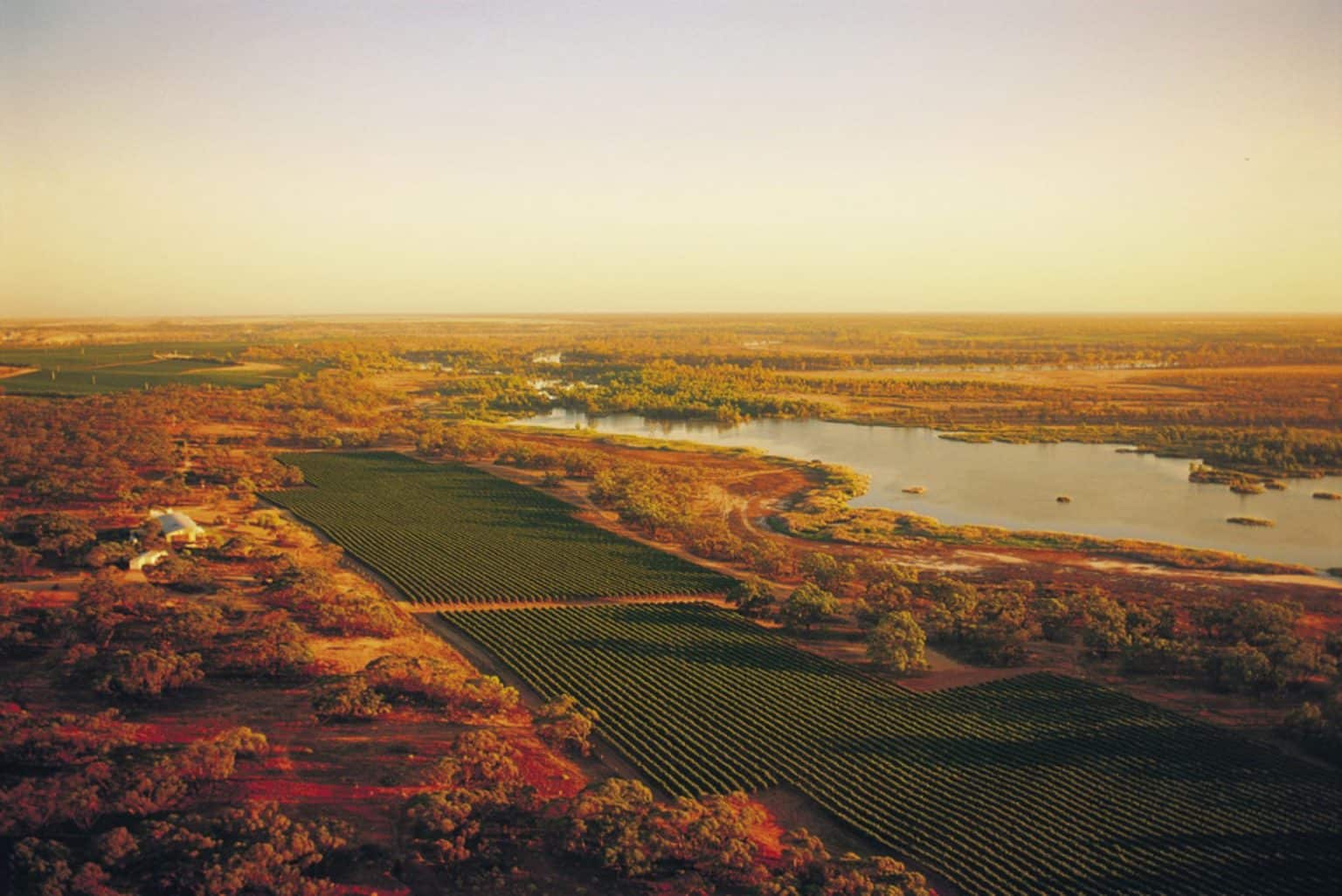 South Australian Wine Regions (Complete Guide)