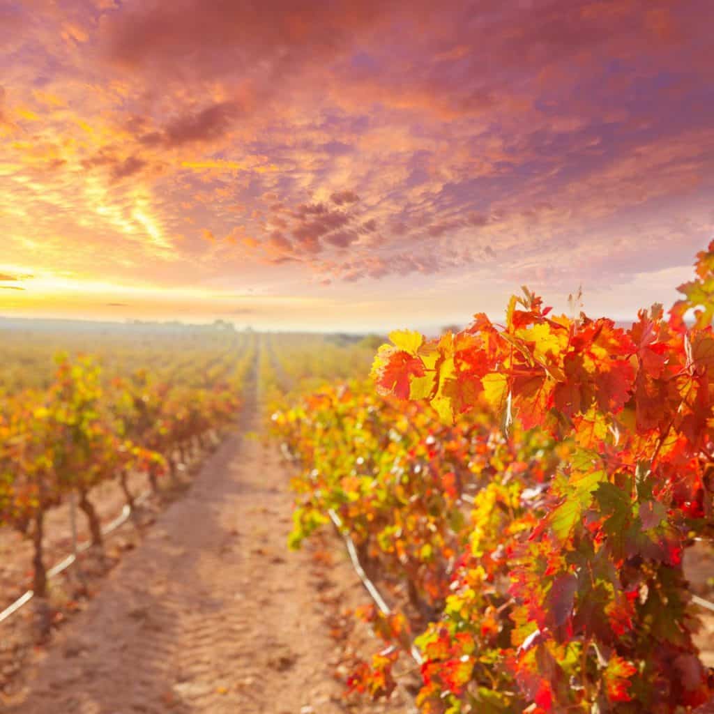 South Australian Wine Regions (Complete Guide)