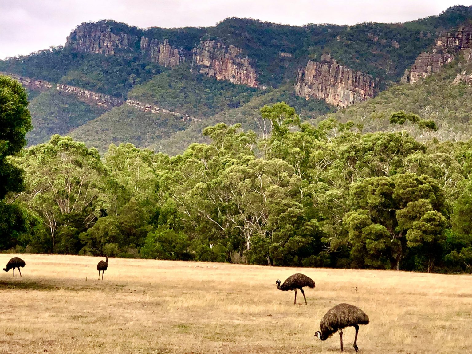 Grampians Wineries: Top 6 Wineries & Cellar Door Experiences