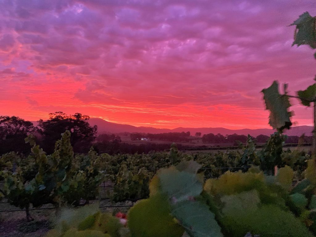 Hunter Valley Wineries: The Best Cellar Doors And Wine Tours | Wine ...