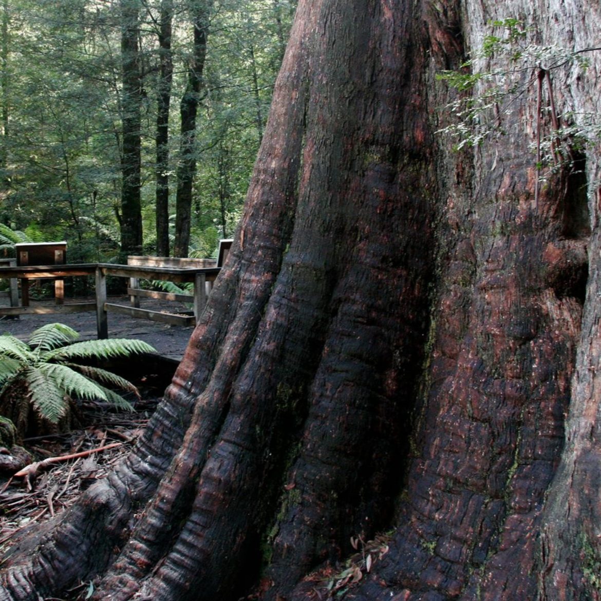 The Most Beautiful Yarra Valley Wineries & Cellar Doors