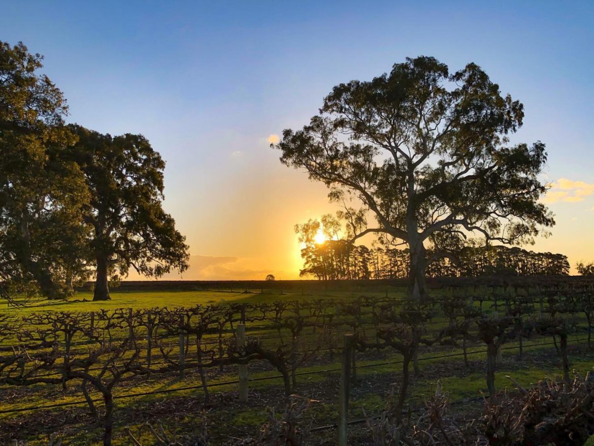 6 Coonawarra Wineries That Will Tickle Your Fancy | Wine Regions Australia