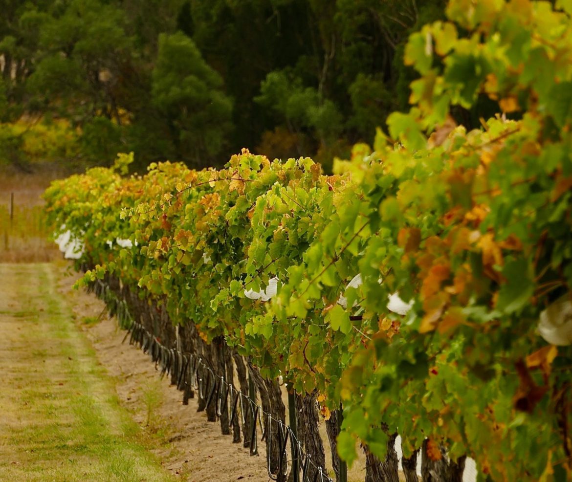 6 Ripper Granite Belt Wineries | Wine Regions Australia