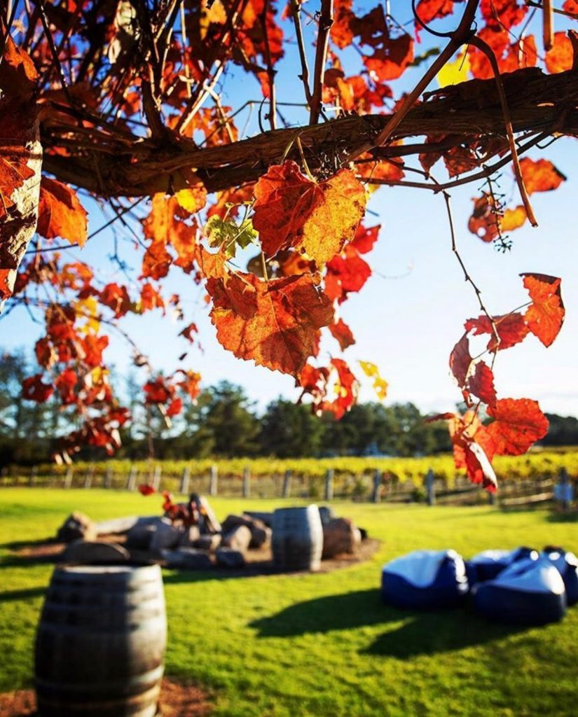 Wineries In Queensland: Wine Regions Australia