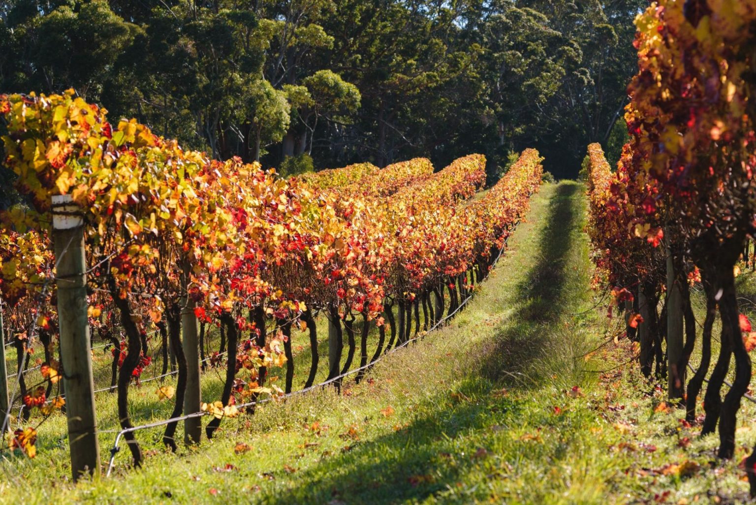 6 Denmark Wineries That’ll Get You Feeling Fruity | Wine Regions Australia