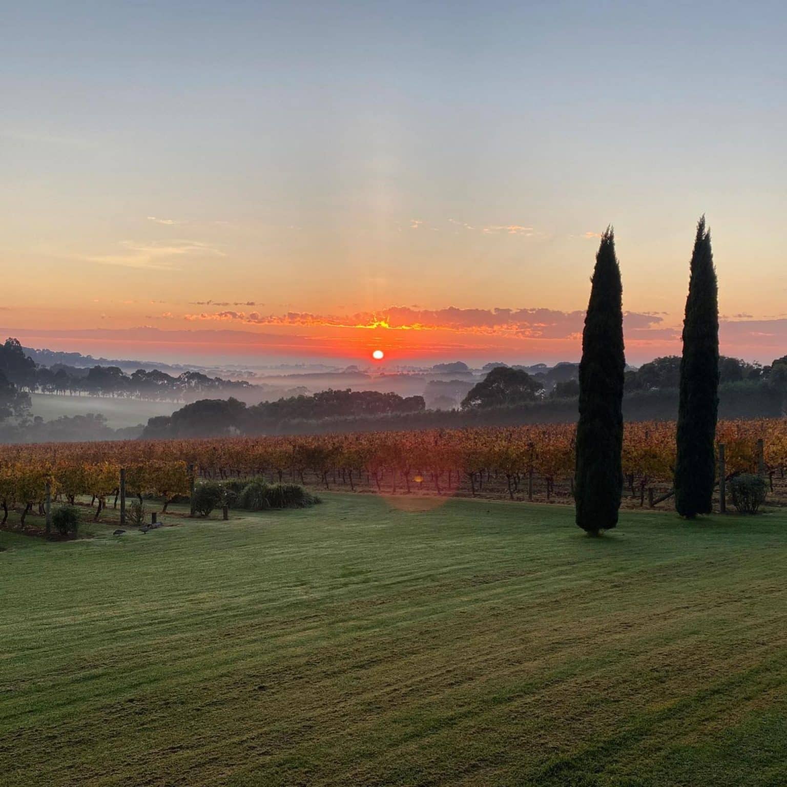 Mornington Peninsula Wineries: 8 Top Vineyards To Visit | Wine Regions ...