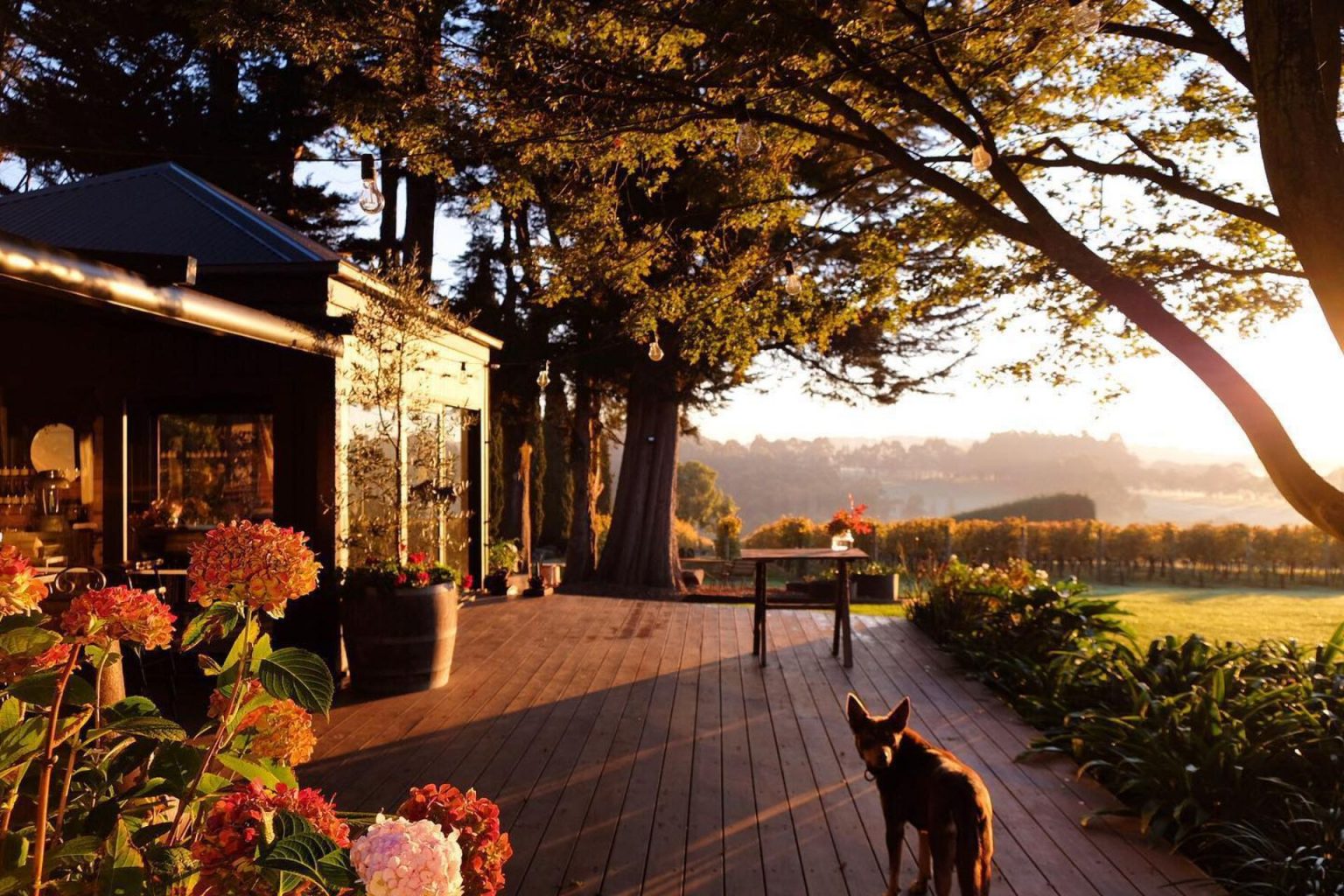 Mornington Peninsula Wineries: 8 Top Vineyards To Visit | Wine Regions ...