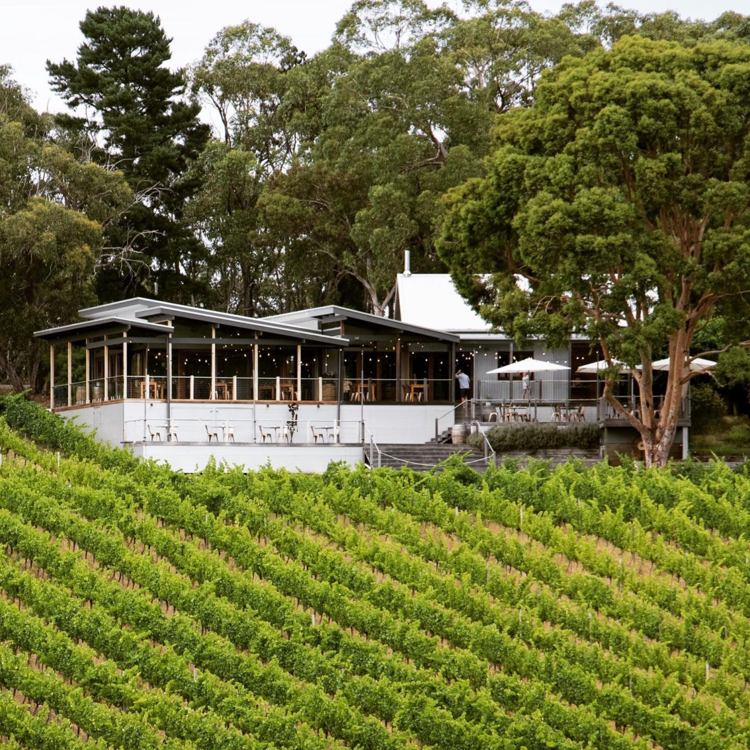 Adelaide Hills Wineries: Explore The Finest Cellar Doors