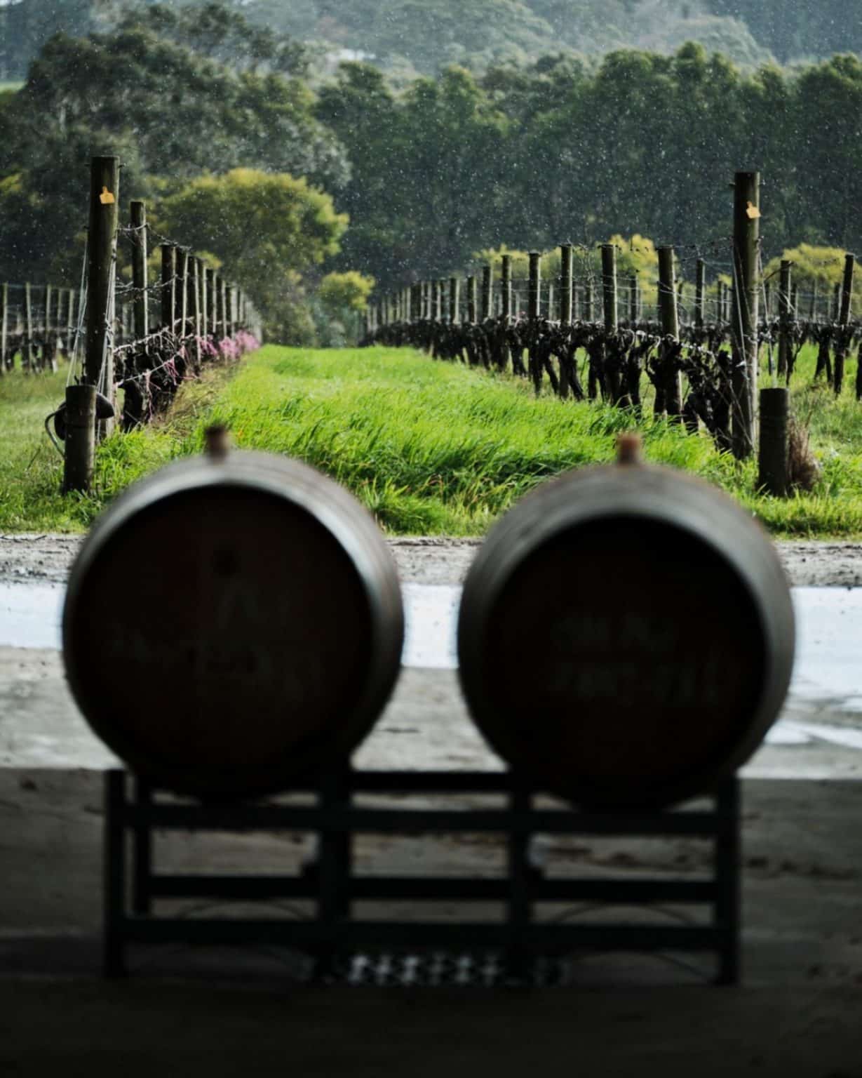 Mornington Peninsula Wineries: 8 Top Vineyards To Visit | Wine Regions ...